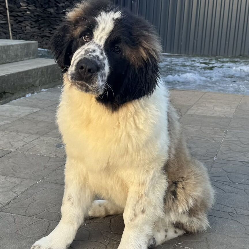 Щенки московской сторожевой