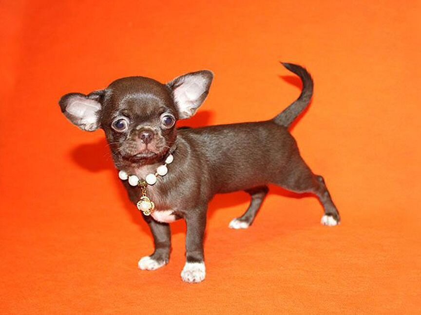 Шоколадная девЧишка