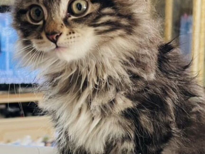 Кошки курильский бобтейл