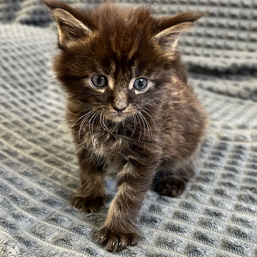 Мейн-кун котёнок