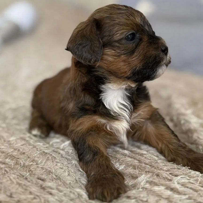 Мальтипу, щенок