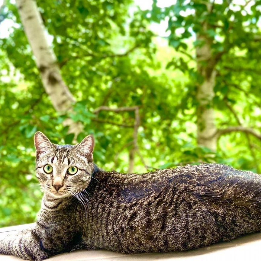 Кот в добрые руки