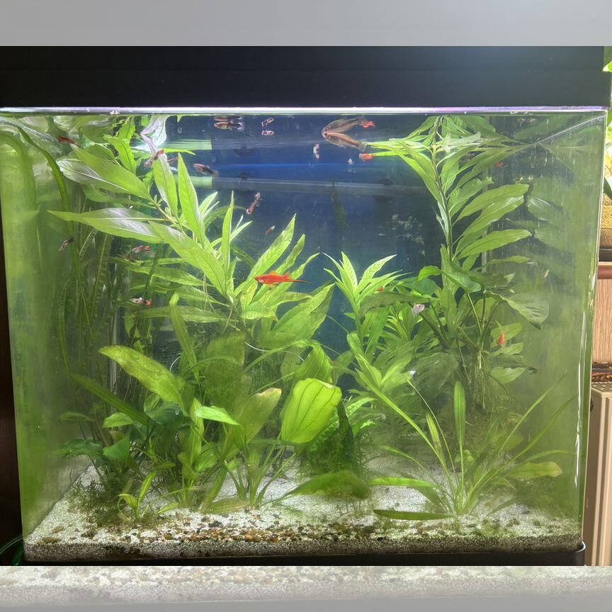 Меченосцы, гуппи, растения