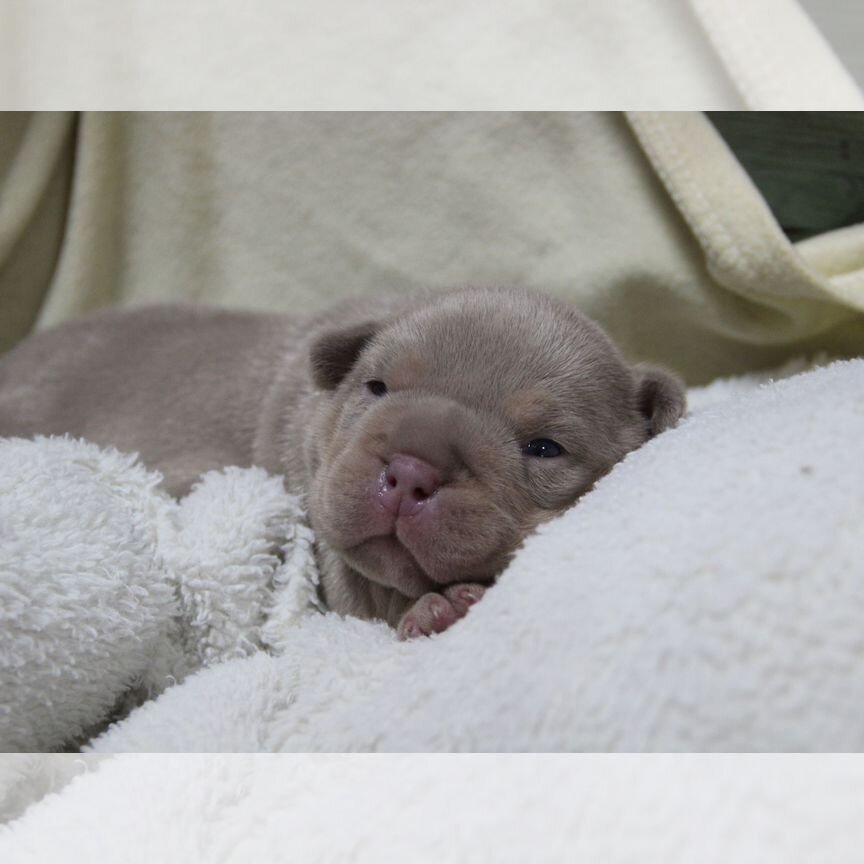 Американский булли, щенок