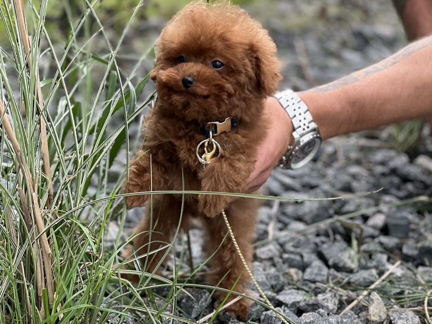 Тикап тедди пудель мальчик китай