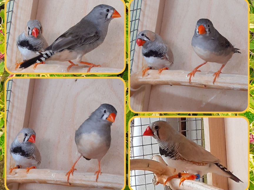 Зебровые амадины