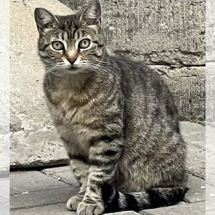 Кошка тигра ищет дом