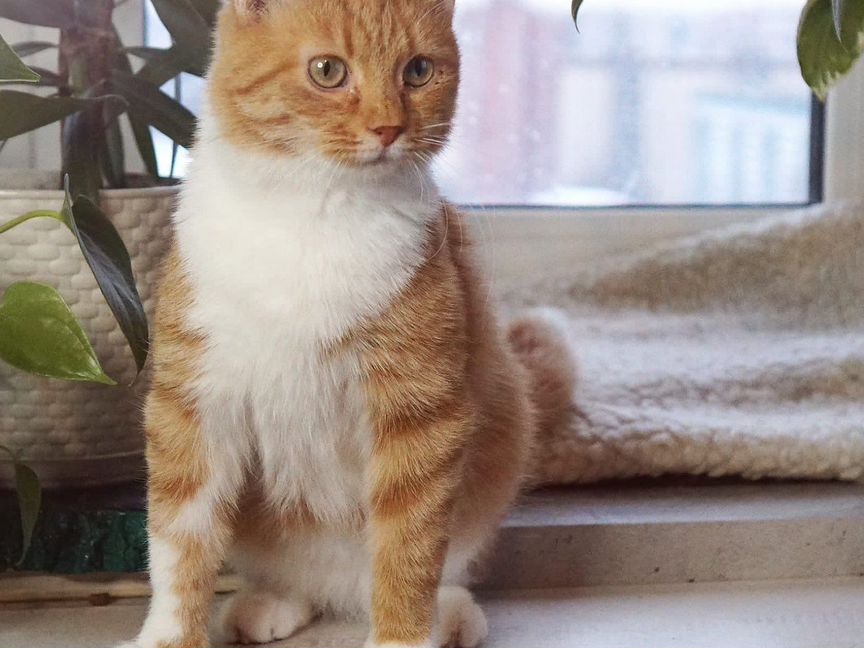 Кошки бесплатно
