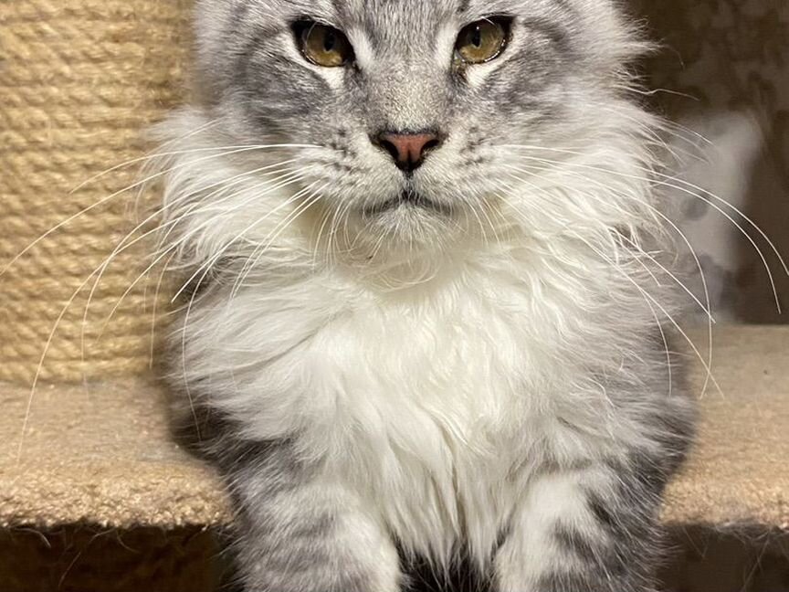 Шикарный мальчишка мейн-кун