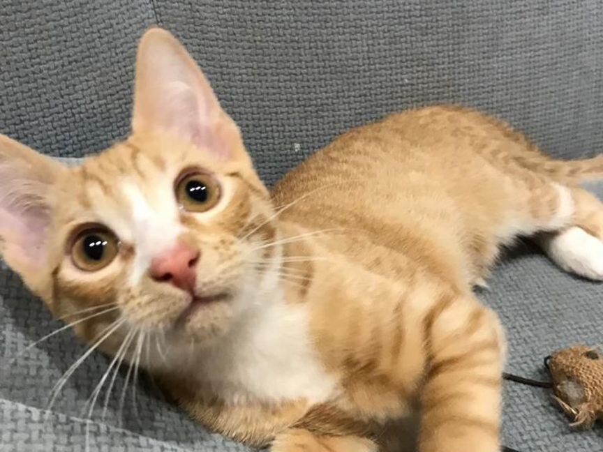 Котёнок Рудик ищет дом