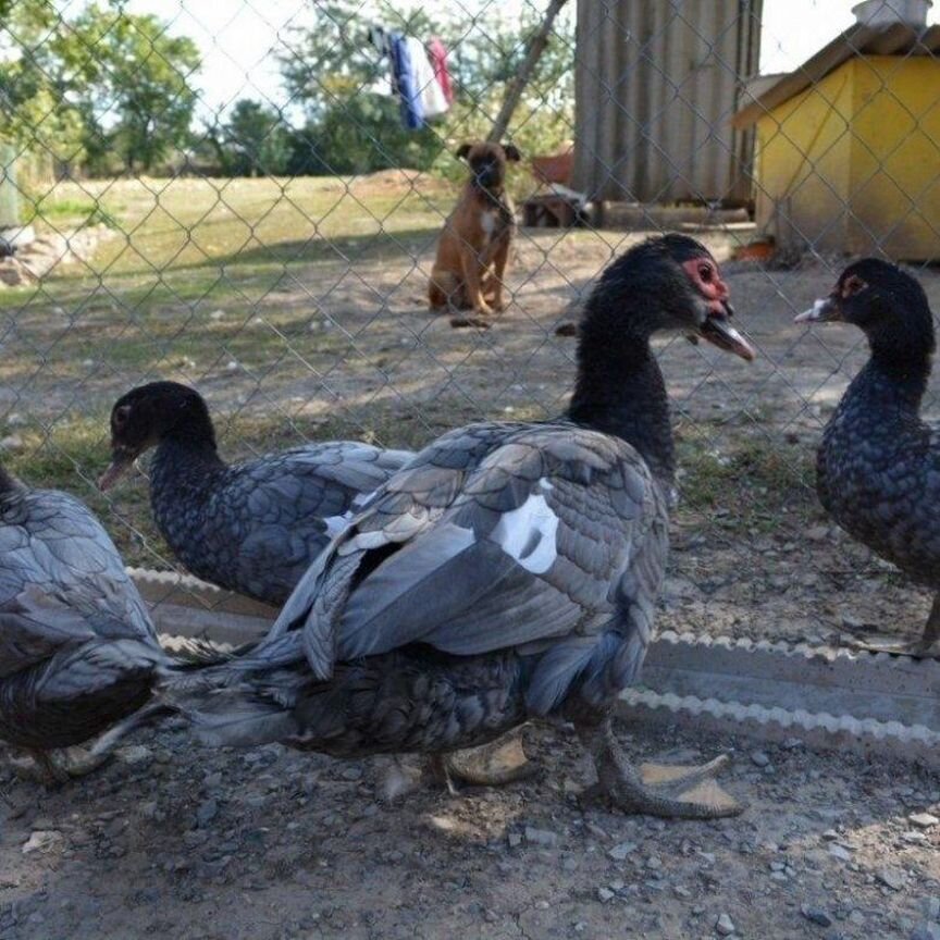Мускусные утки