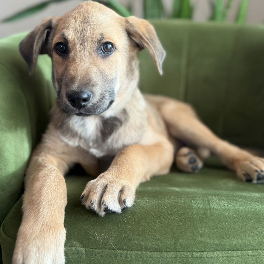 Щенок в добрые руки