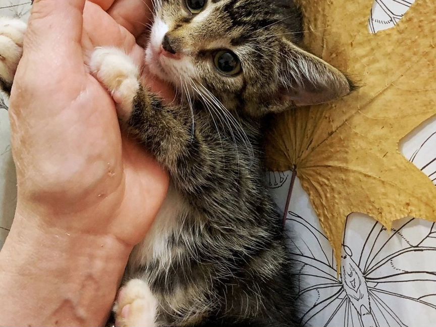 Котенок девочка