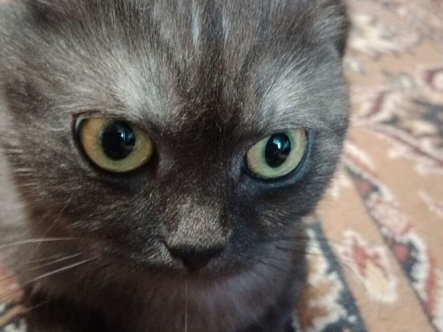 Кошки шотландцы