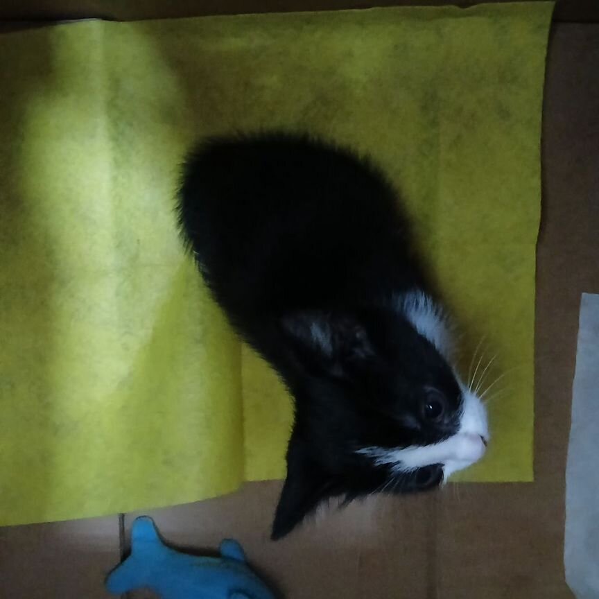 Котята из примерочной глории джинс
