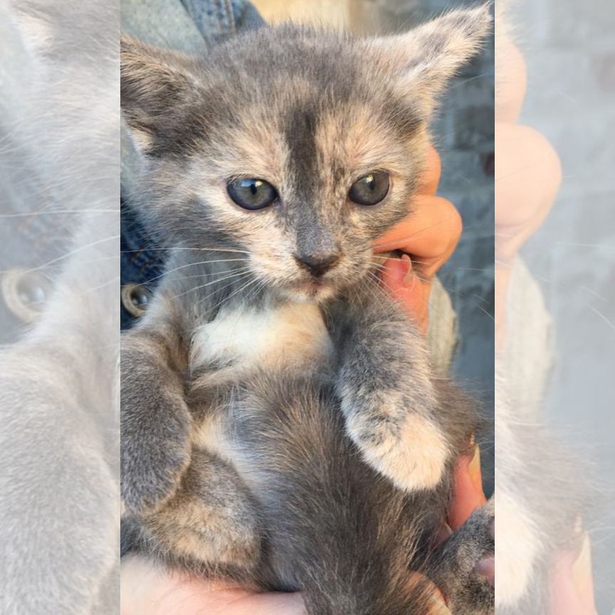 Котята вагнерята ищут дом