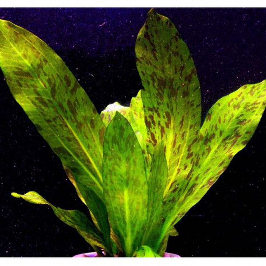 Аквариумное растение эхинодорус оцелот