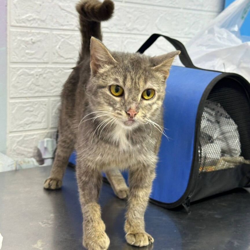 Взрослая, Девочка кошка в добрые руки