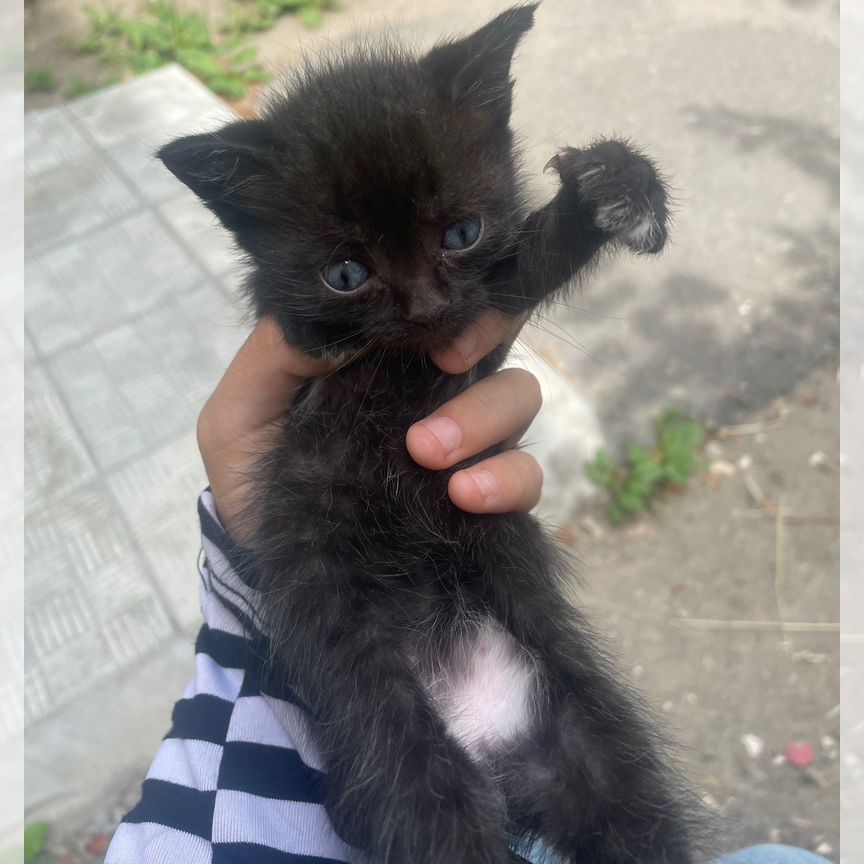 Котёнок в добрые руки