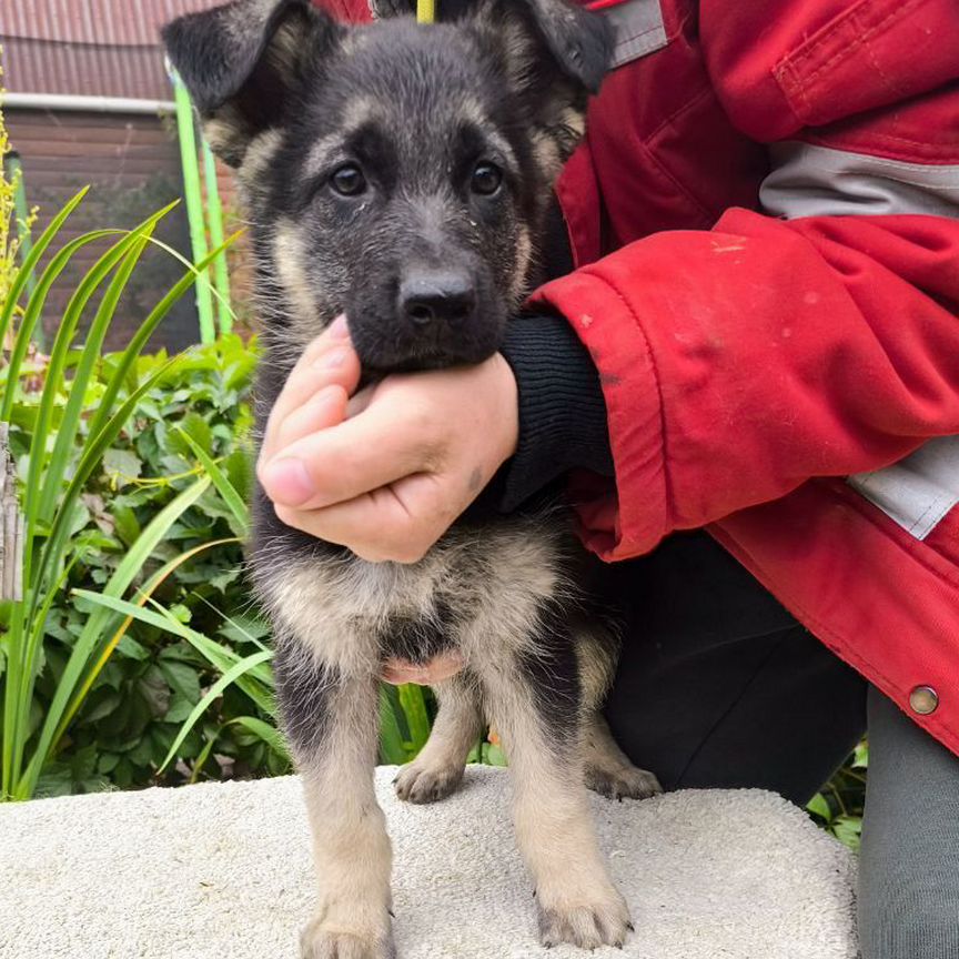 Щенки Восточно Европейской овчарки