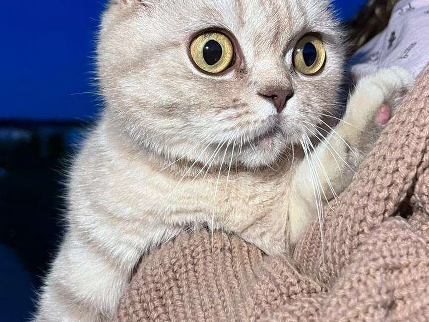 Шотландские вислоухие котята и прямоухие