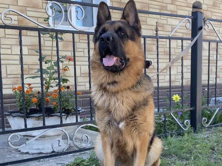 Вязка немец кобель