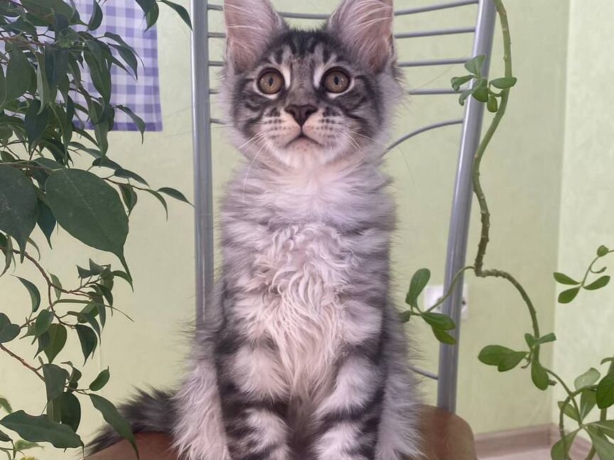 Мейн-кун из питомника