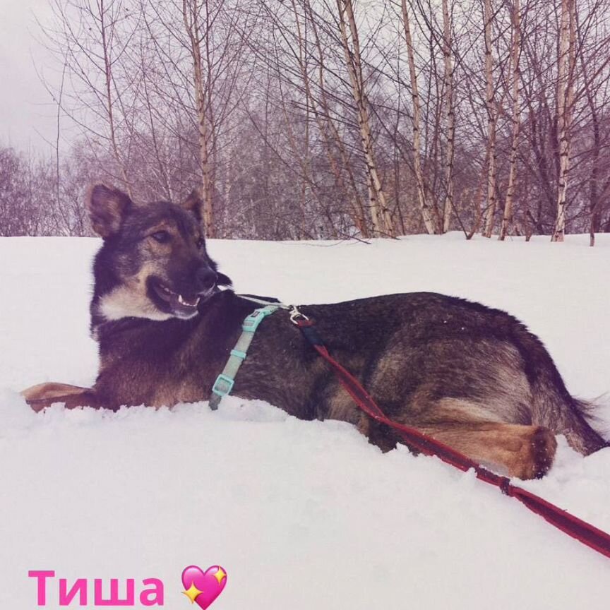 Невероятно дружелюбная собака