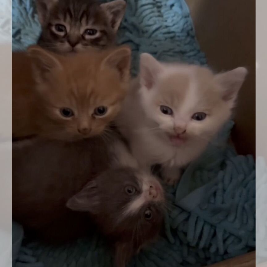 Отдам котят в добрые руки