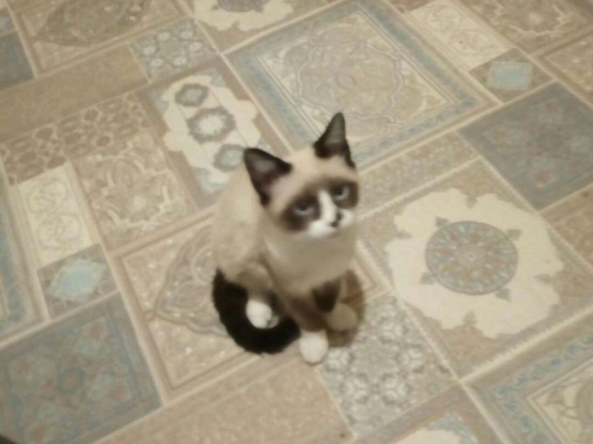 Кот шустрик