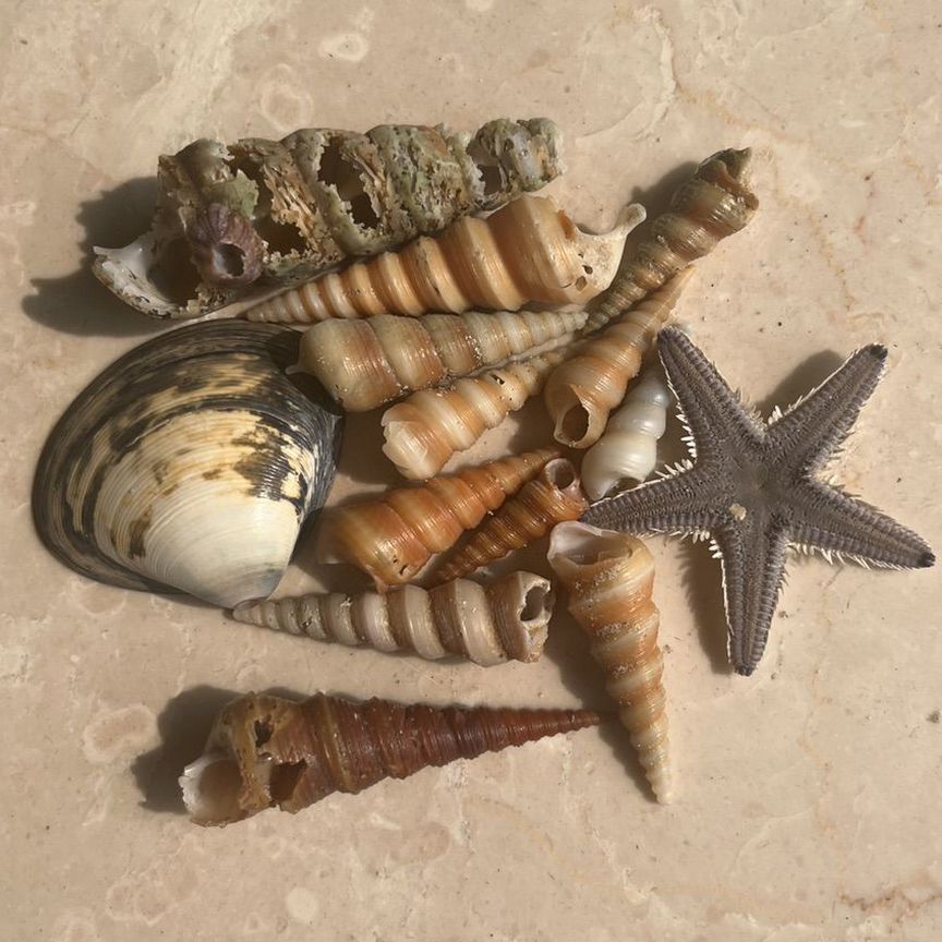 Морские ракушки