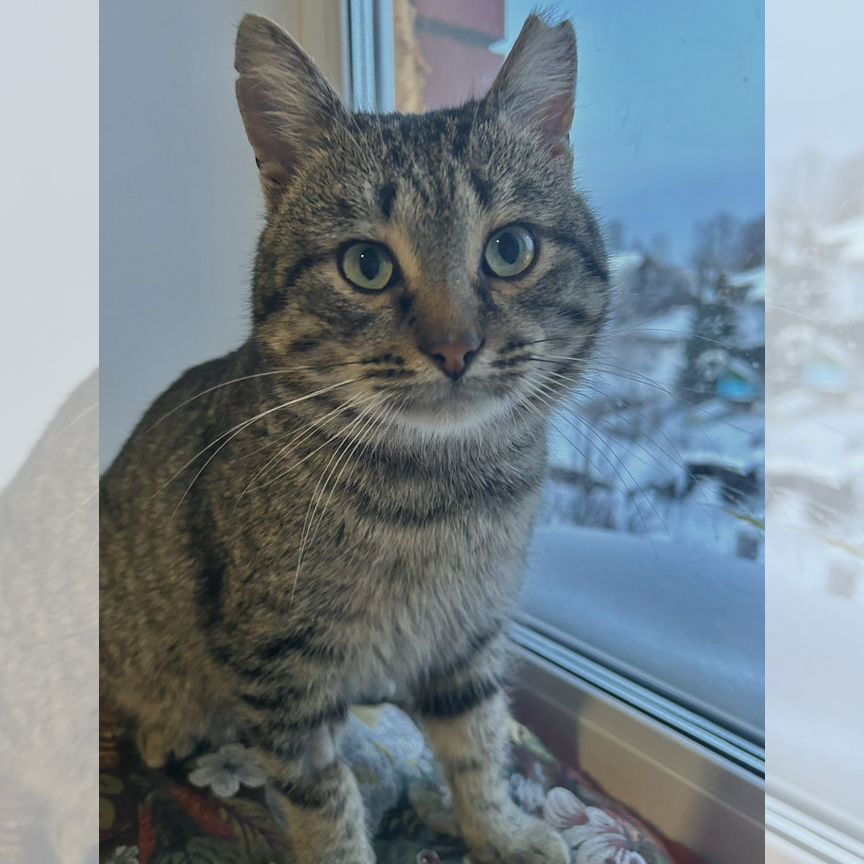 Взрослый кот в добрые руки