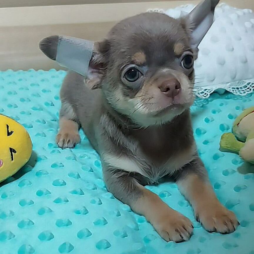 Мальчик Чихуахуа