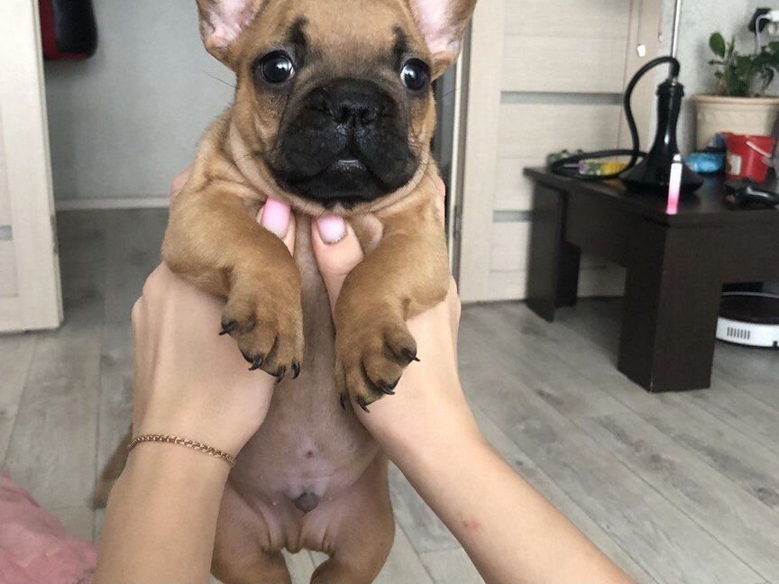 Французский бульдог щенки