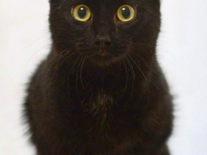 Котик молоденький