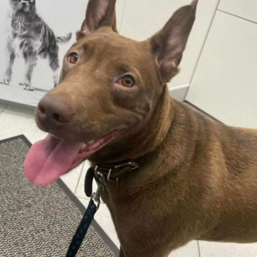 Взрослая собака в добрые руки