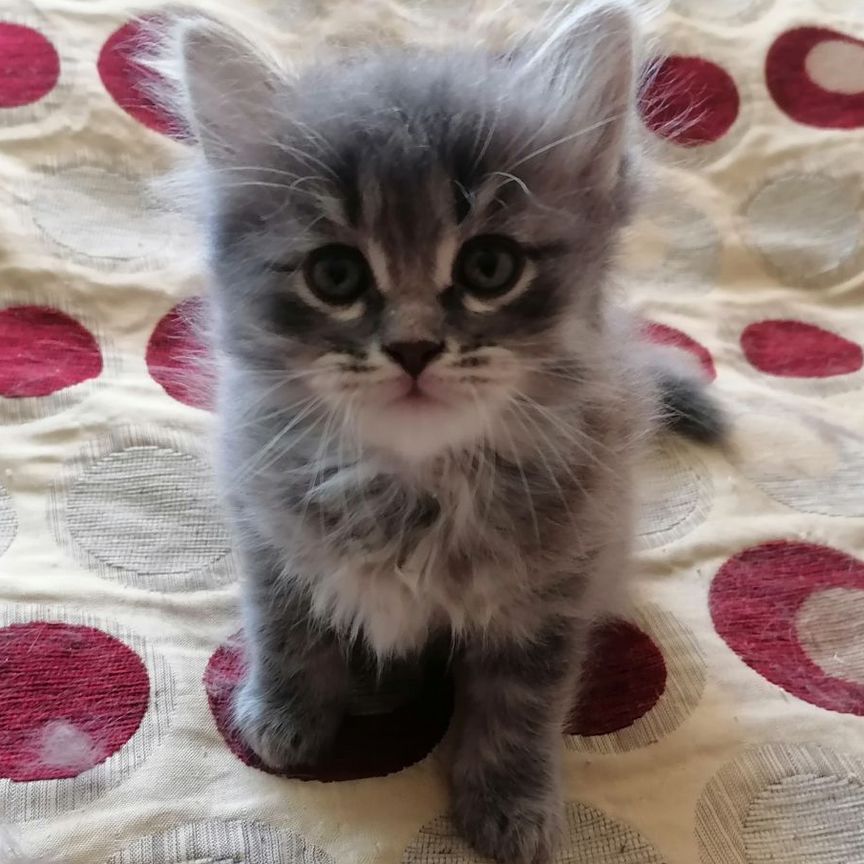 Сибирский котёнок