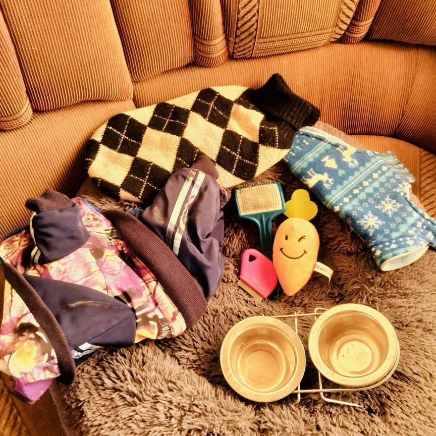 Вещи для маленьких собак пакетом