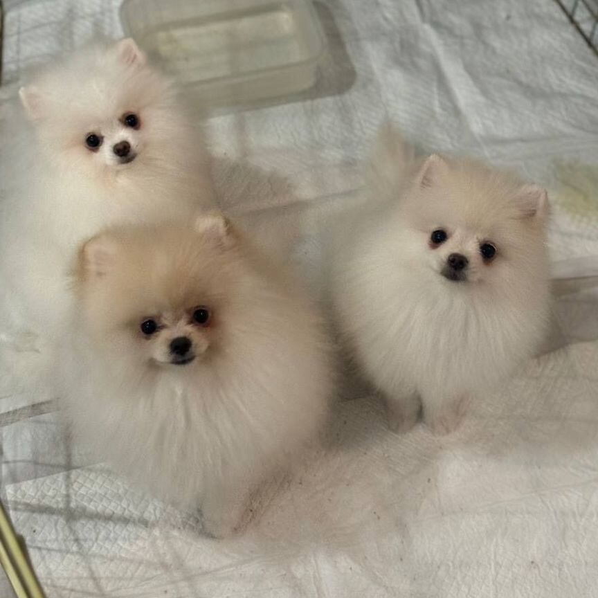 Померанский шпиц