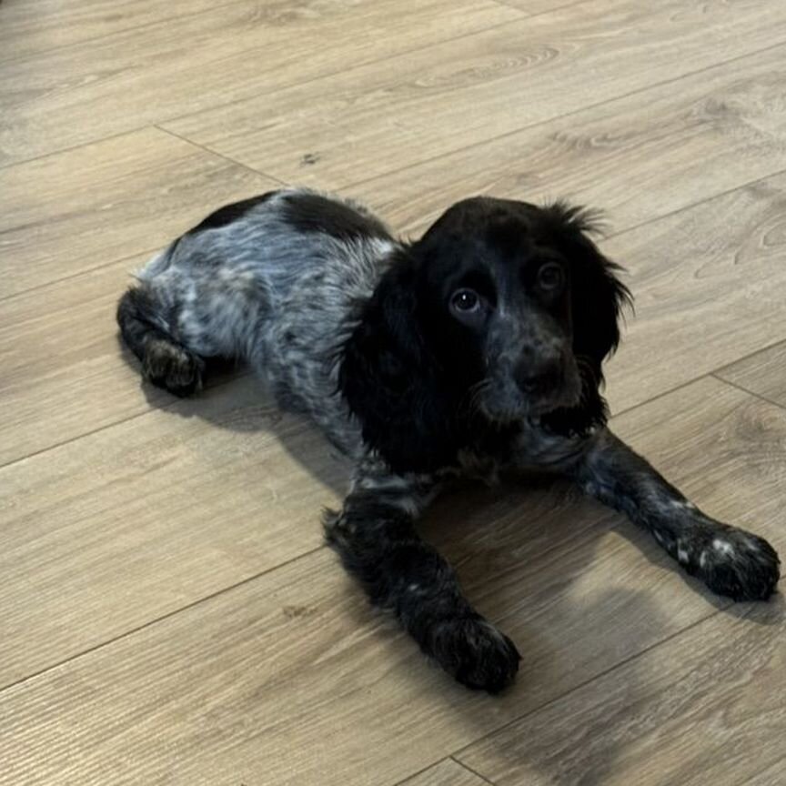 Русский охотничий спаниель, щенок