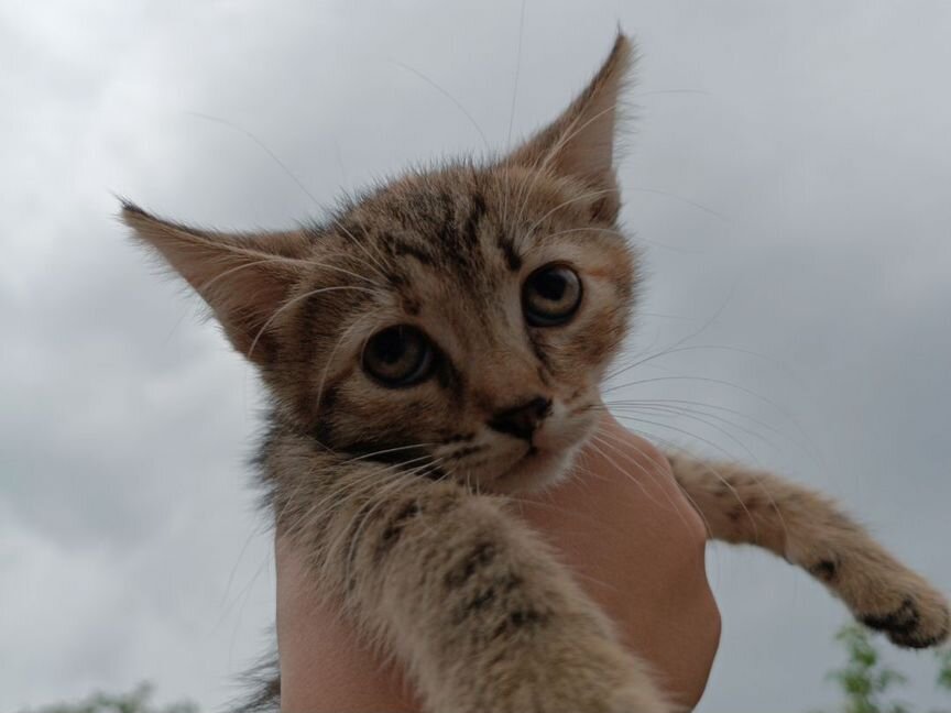 Котята ищут дом
