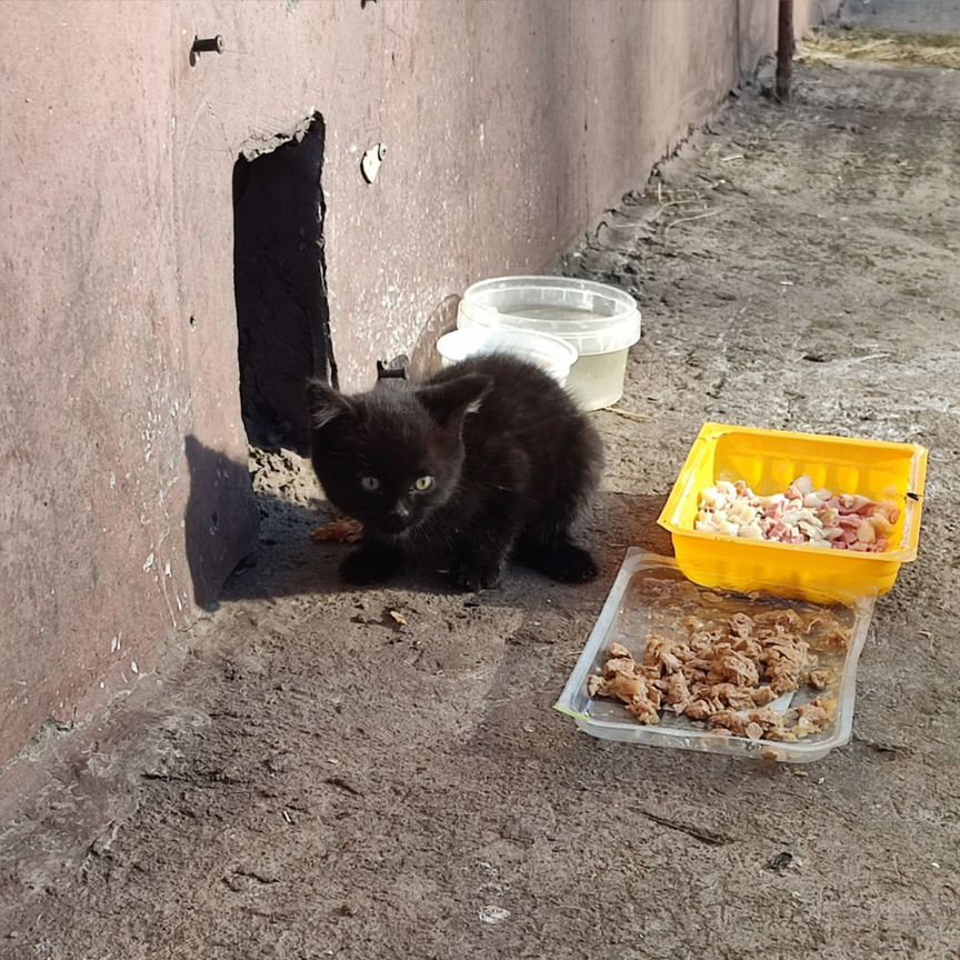 Котёнок один в подвале