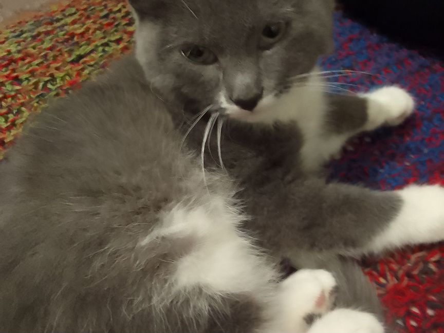 Русская голубая