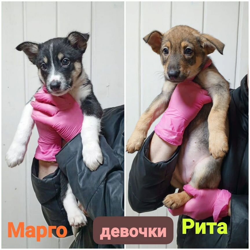 Щеночки девочки, спасенные из Якутска