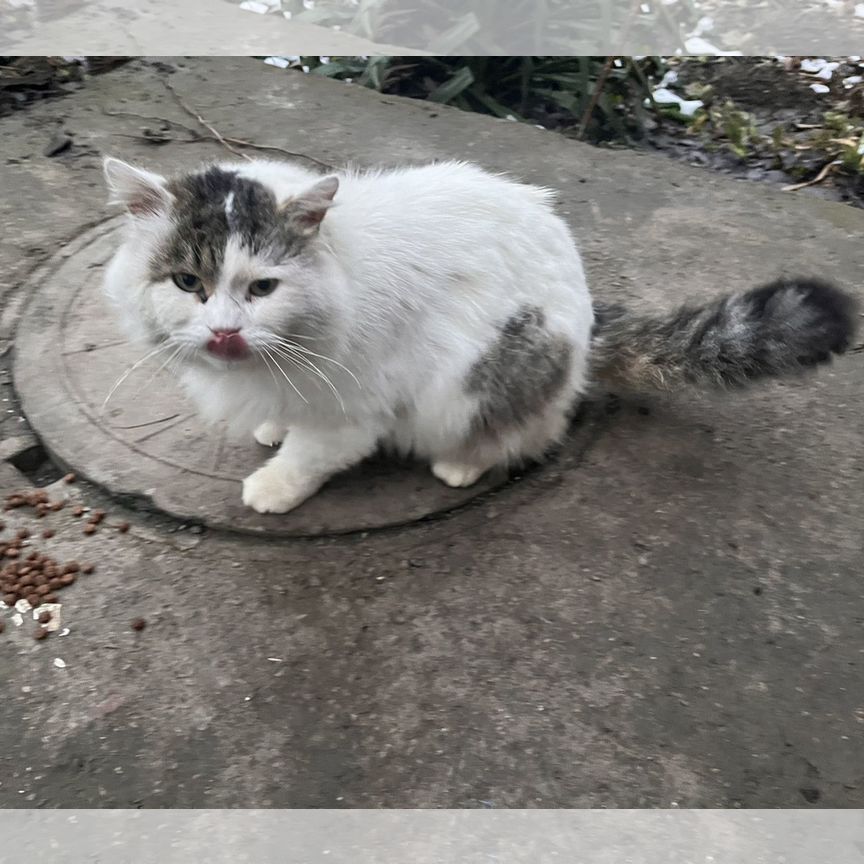 Кота выкинули на улицу