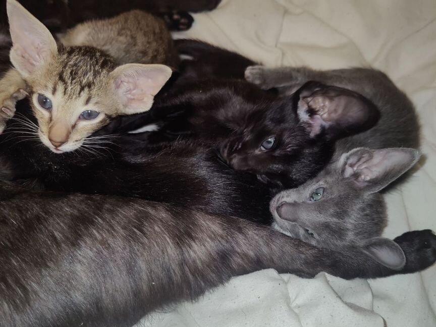 Ориентальные котята ушастики