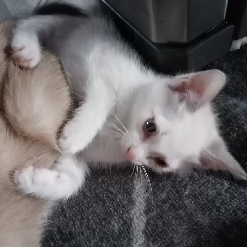 Котёнок в добрые руки