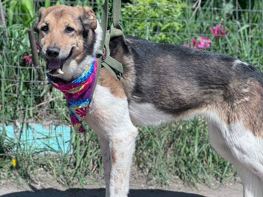 Особенная зита