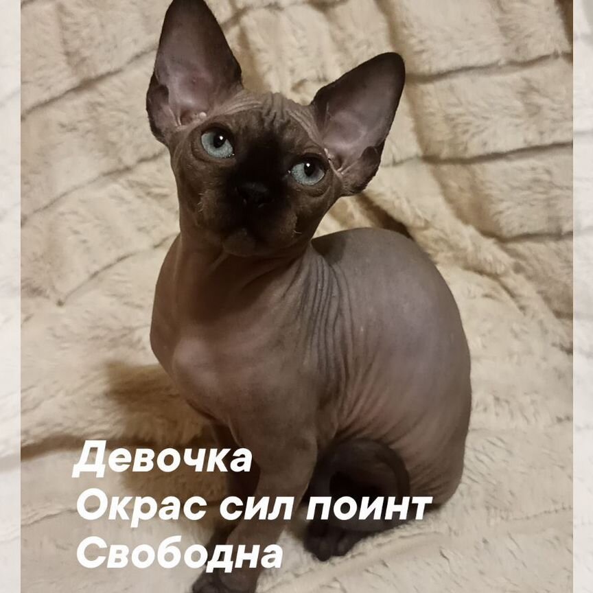 Канадский сфинкс котёнок