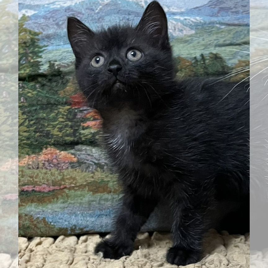 Котёнок в добрые руки